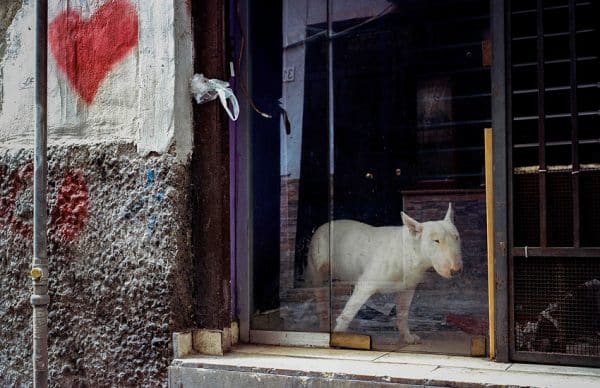 See Naples and Die by Sam Gregg