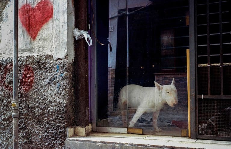 See Naples and Die by Sam Gregg